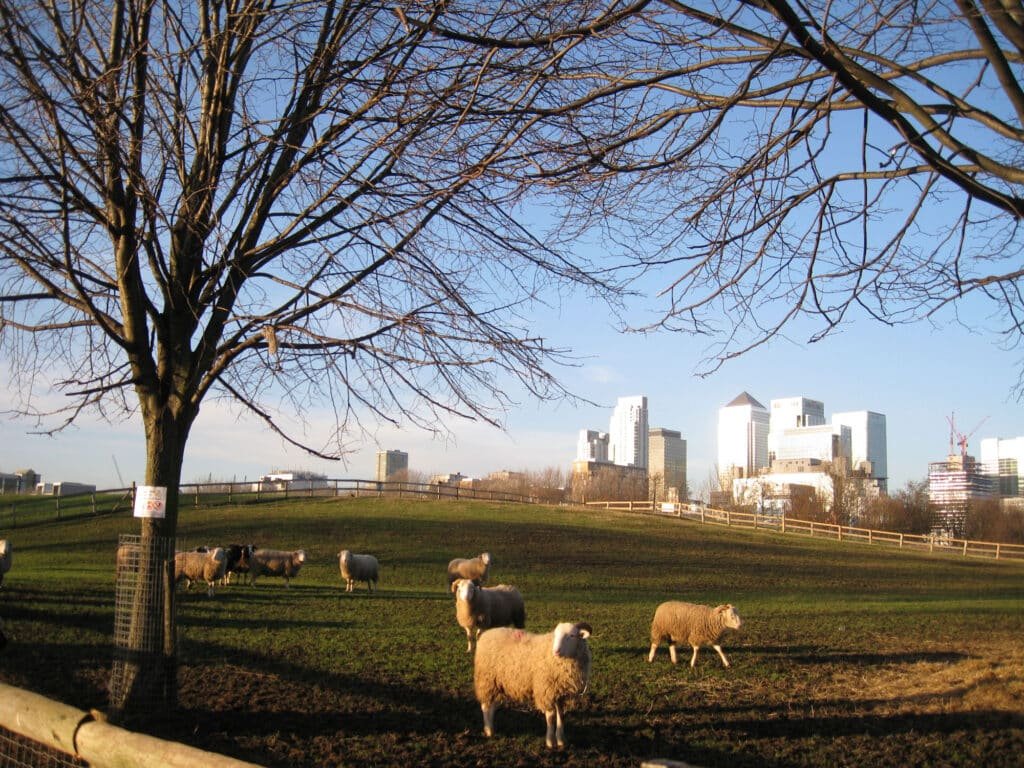 Mudchute Park and Farm - iVisit