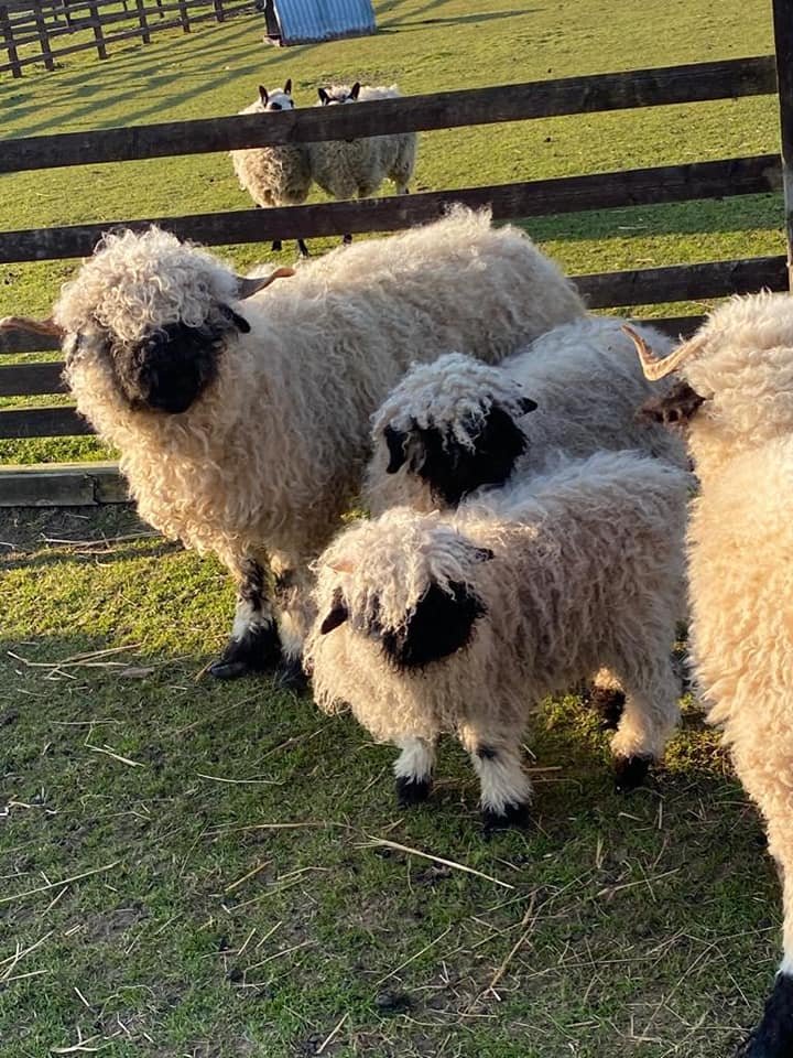 Rushmoor Farm Country Park - iVisit