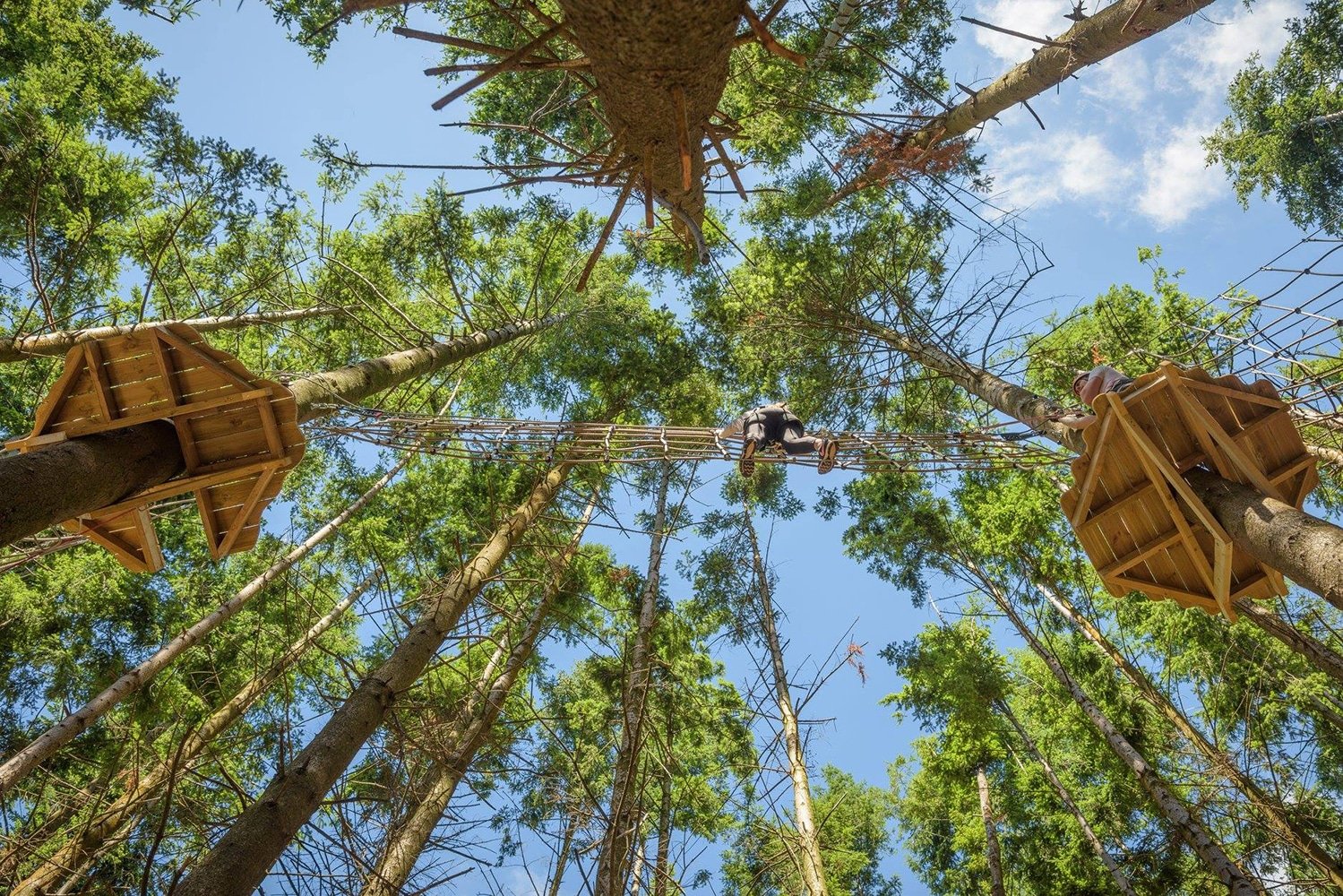 The Tunnel Tree Tops - iVisit