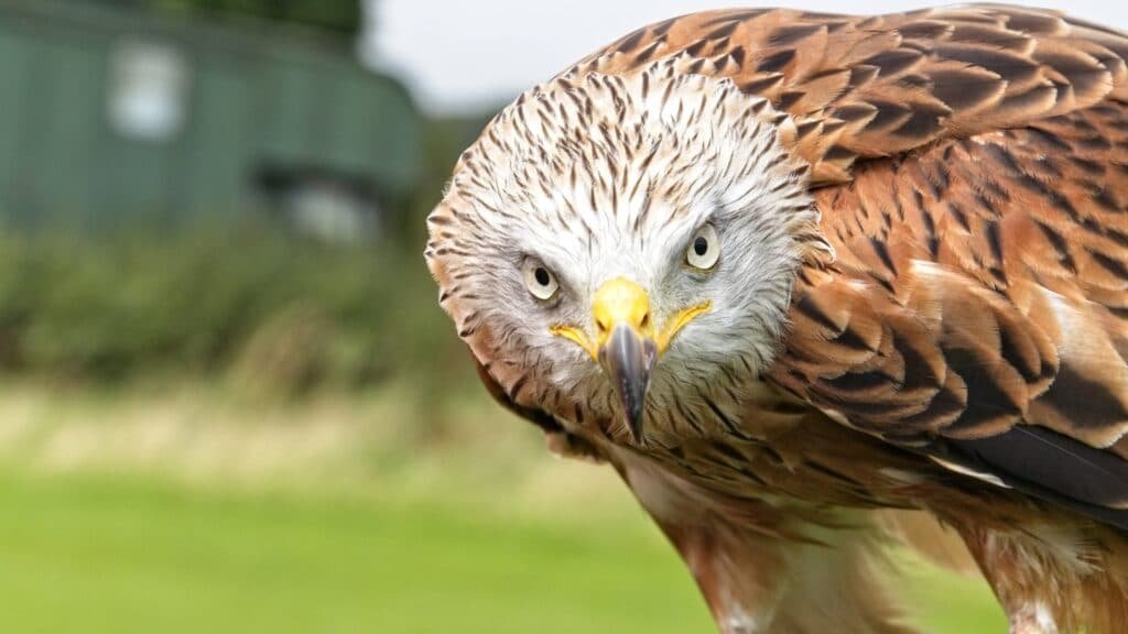 England Tags: Falconry - iVisit